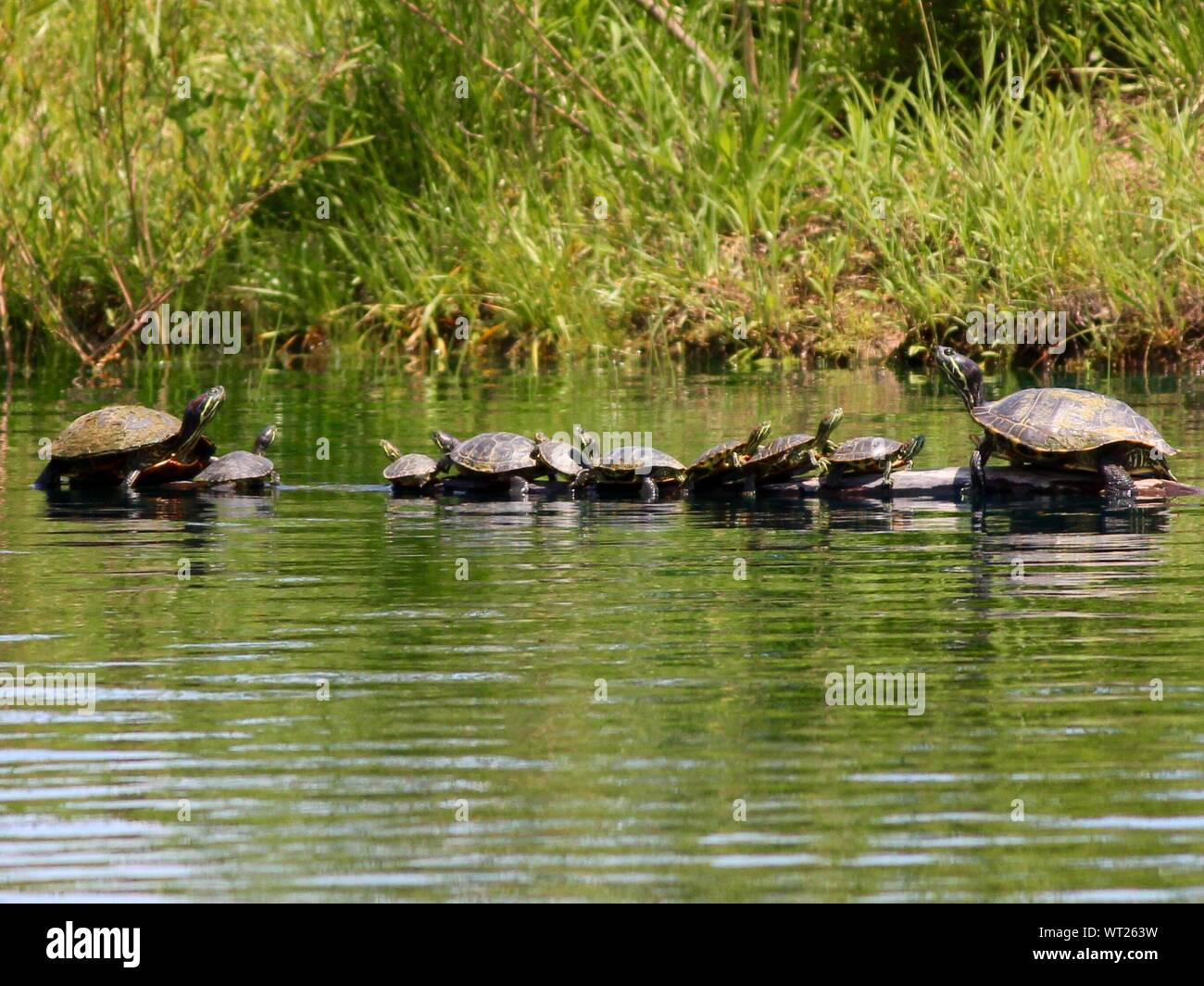 Group turtles hi-res stock photography and images - Alamy