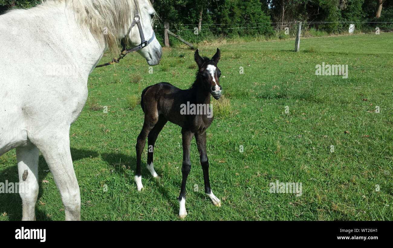 Arabian Horses High Resolution Stock Photography and Images - Alamy