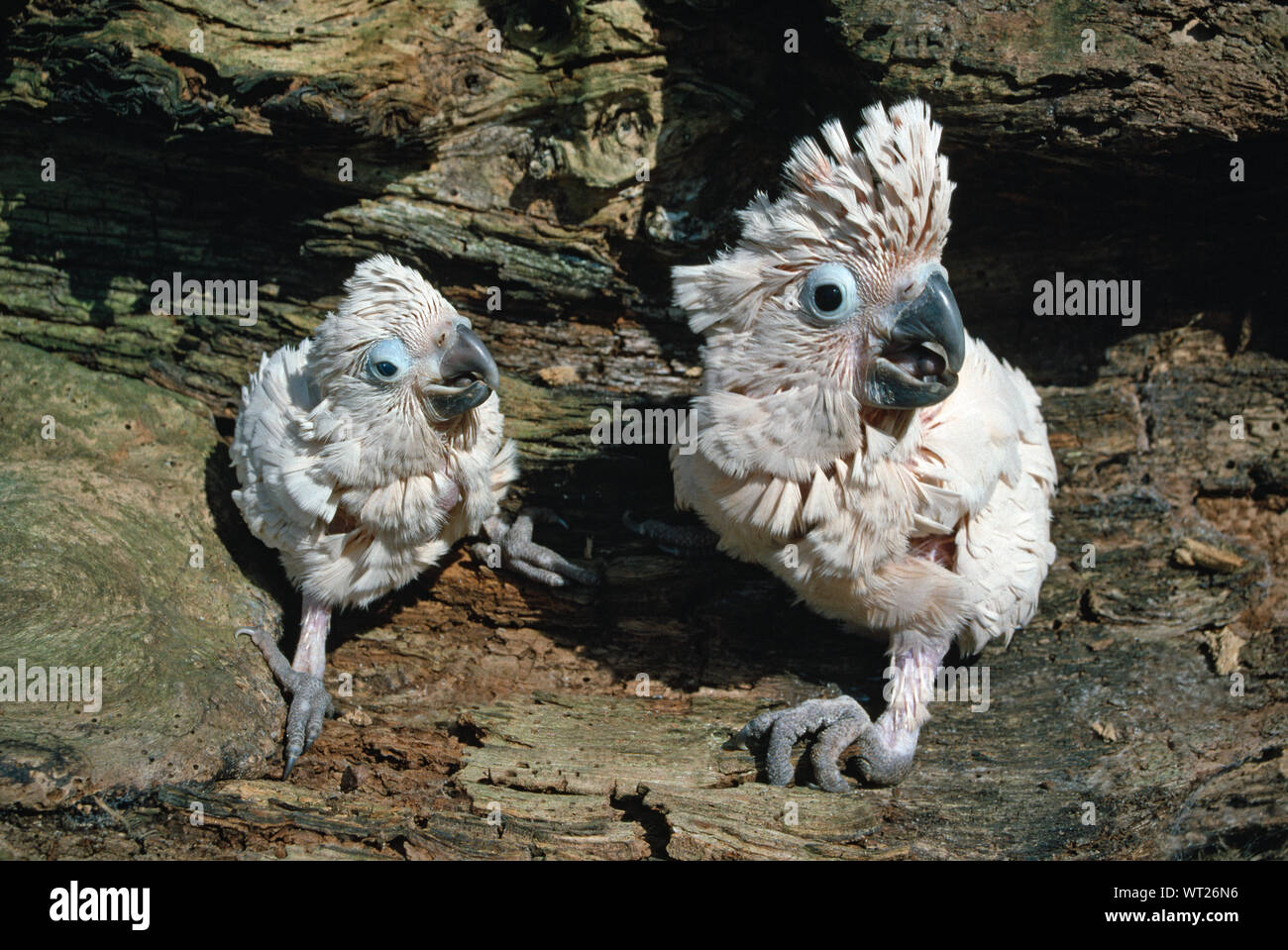 Zygodactylous feet hi-res stock photography and images - Alamy