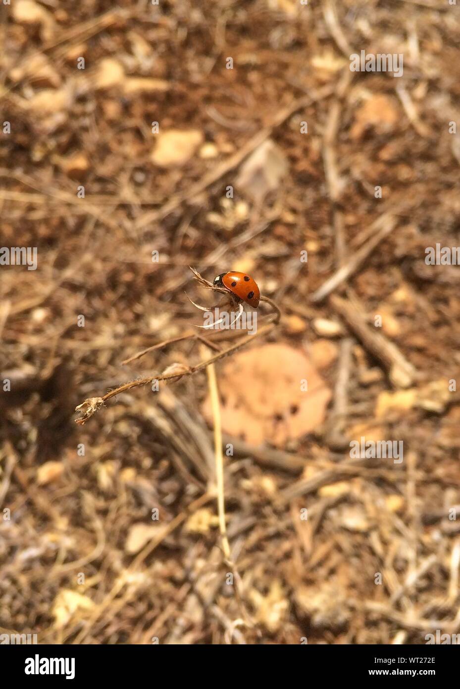 Ladybug on a stem hi-res stock photography and images - Alamy