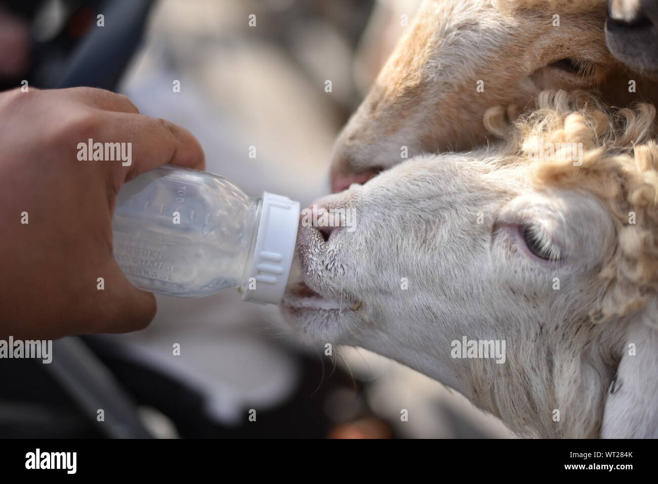 Hand feeding sheep hi-res stock photography and images - Alamy