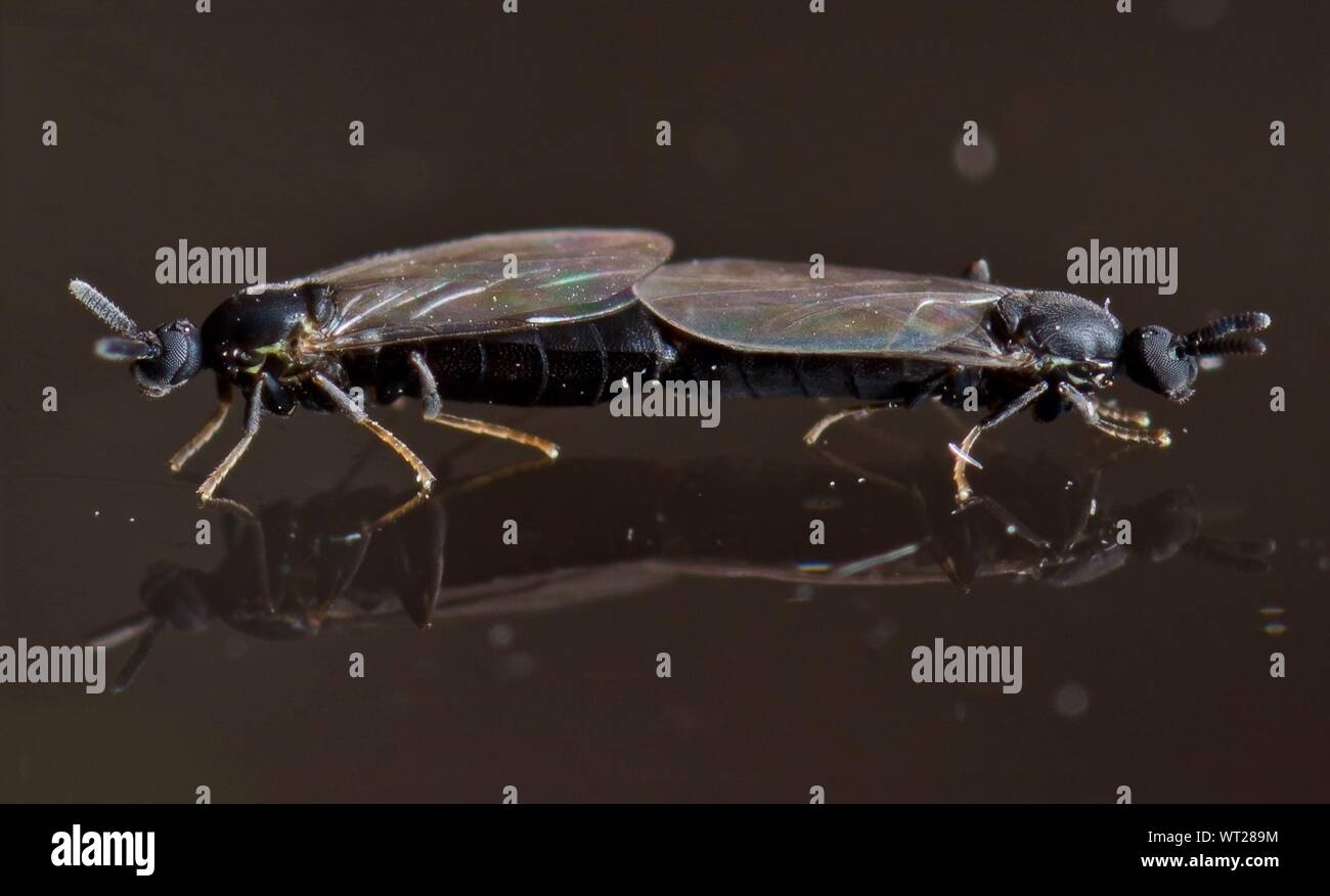 Reproduction in insects hi-res stock photography and images - Alamy
