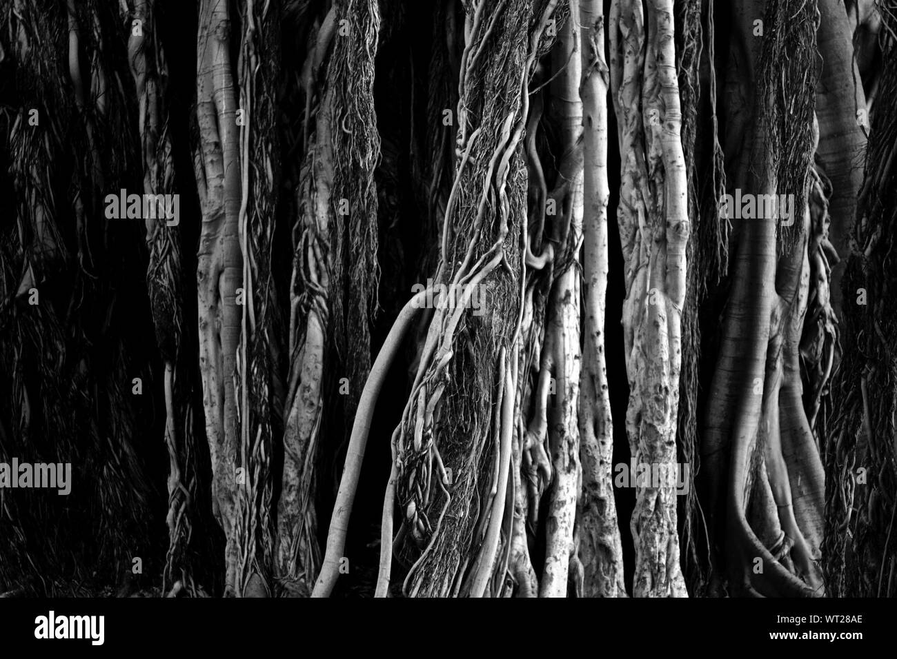 Old Tree Roots High Resolution Stock Photography and Images - Alamy
