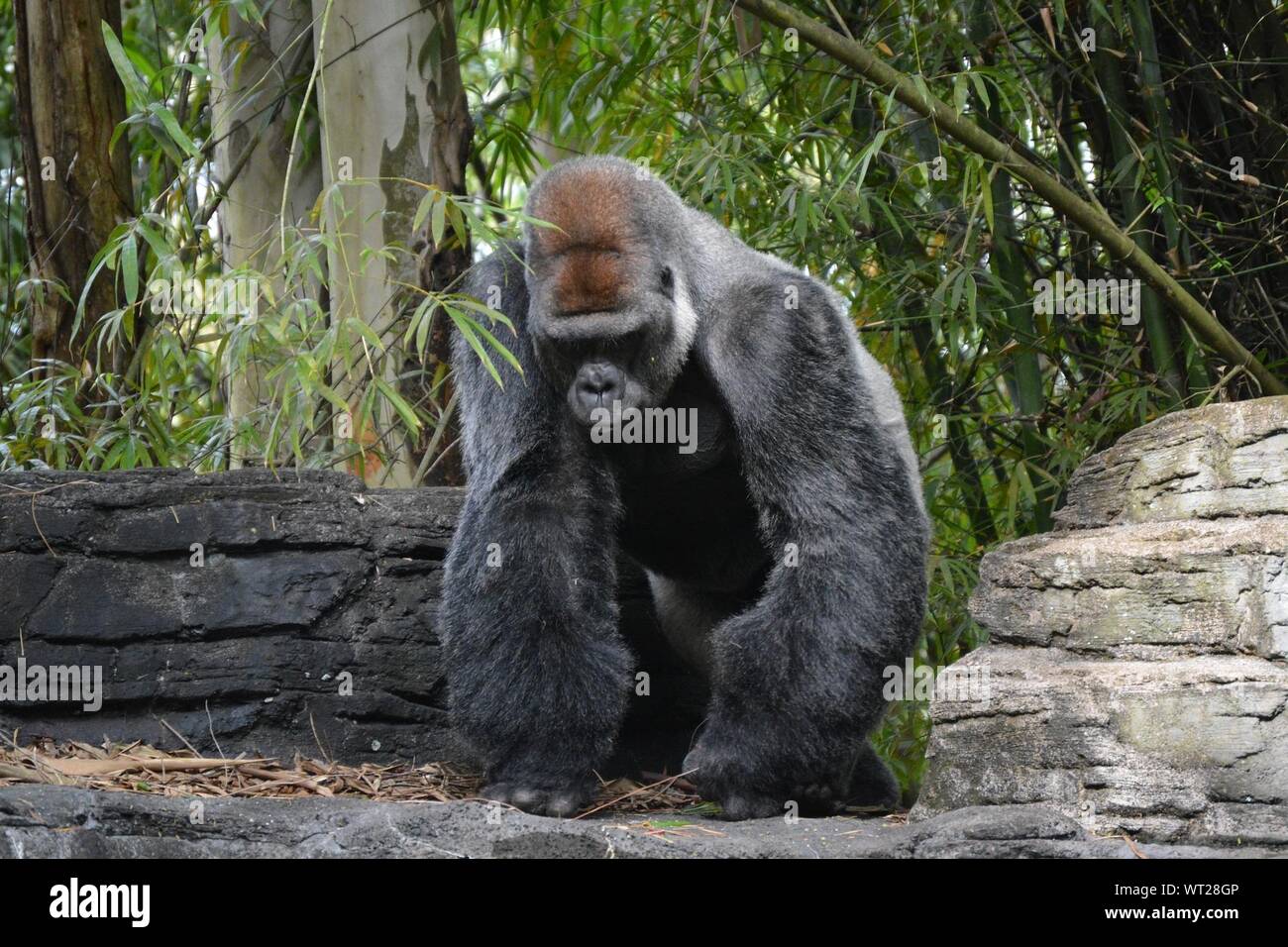 Gorilla rock hi-res stock photography and images - Alamy