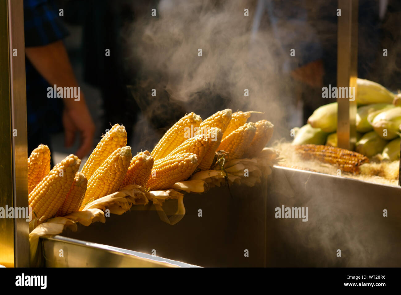 Raw corn on cobs and fire roasted corns displayed together on a street ...