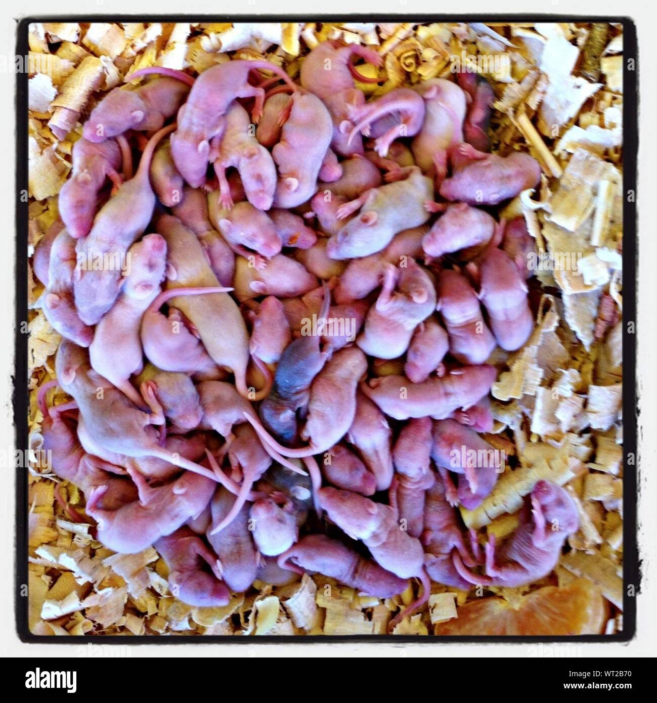 Rats Group High Resolution Stock Photography and Images - Alamy