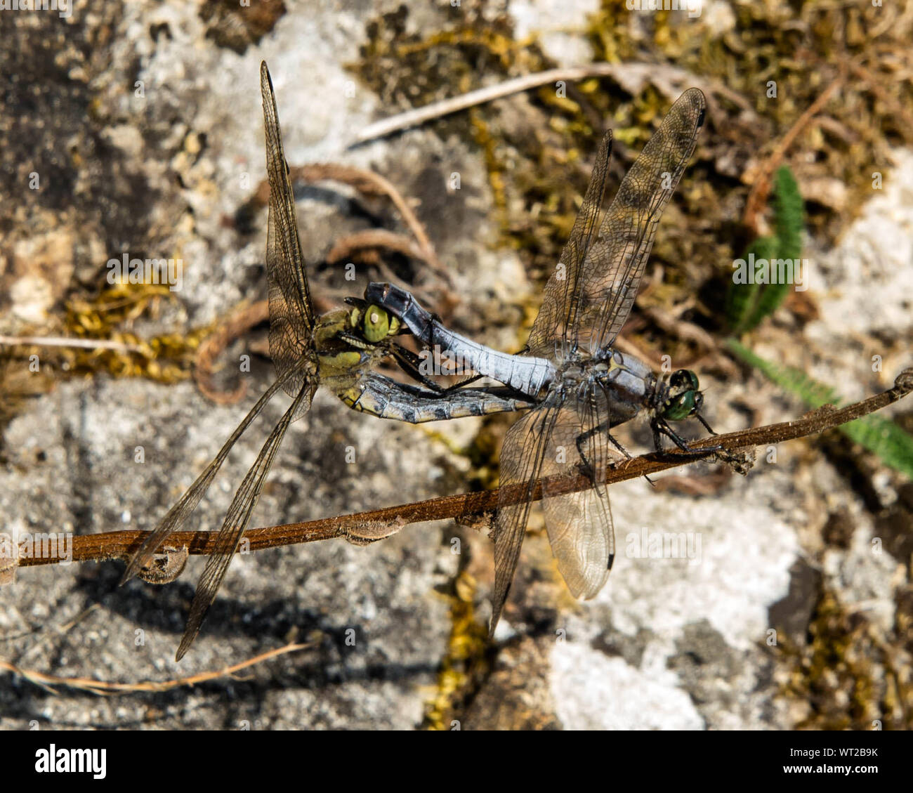 Dragonfly mating hi-res stock photography and images - Alamy