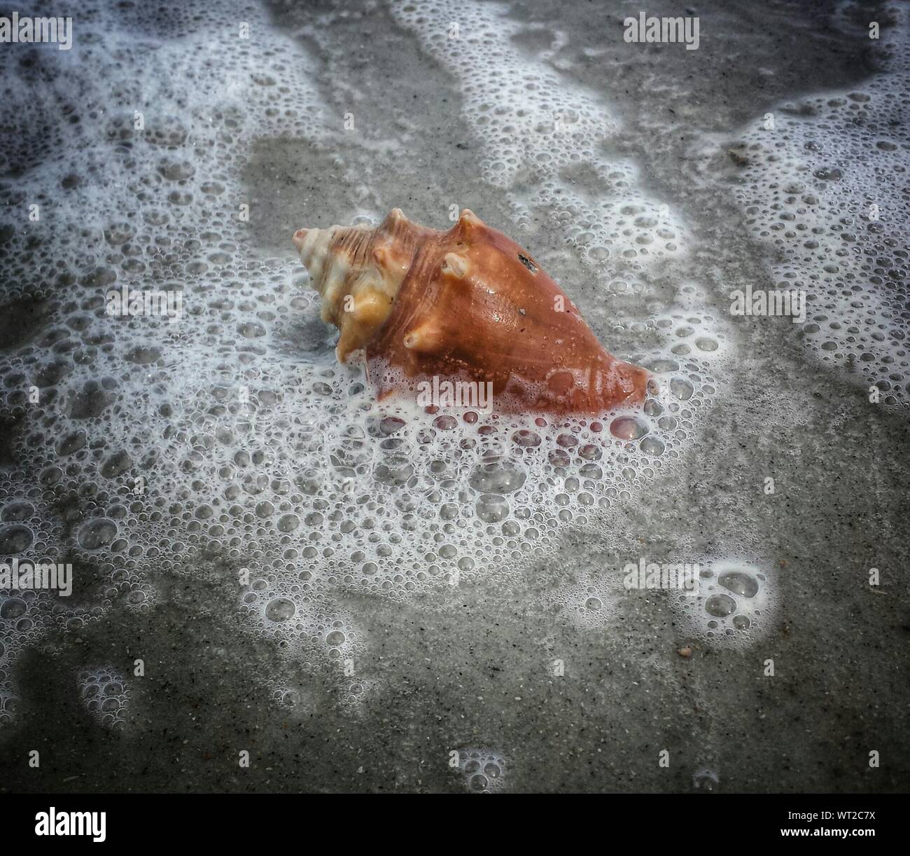 Broken sea shell close up hi-res stock photography and images - Alamy