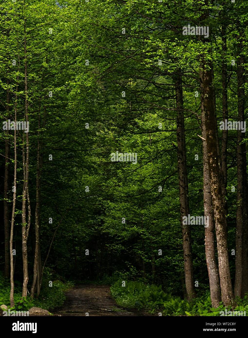 Thick pine trees hi-res stock photography and images - Alamy