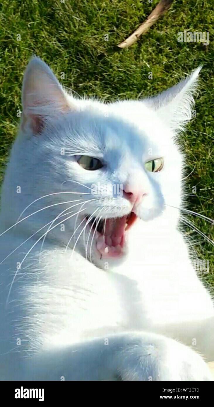 Angry cat hi-res stock photography and images - Alamy