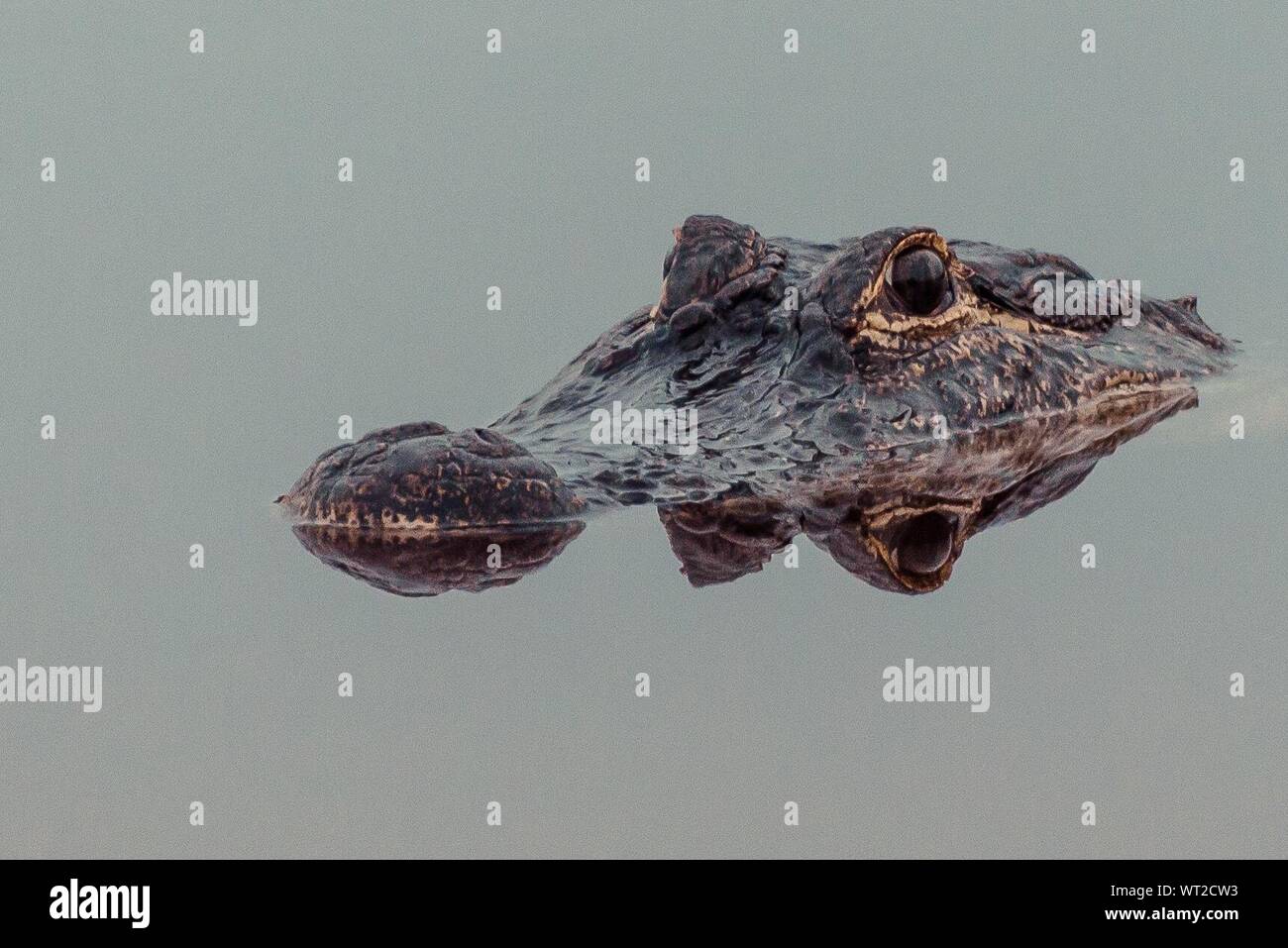 Alligator surface water hi-res stock photography and images - Alamy