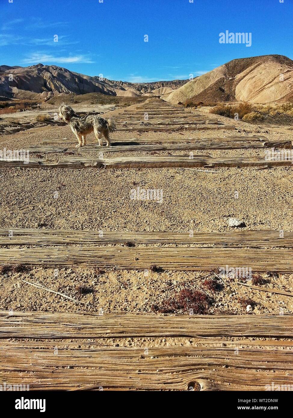 Desert dog hi-res stock photography and images - Alamy