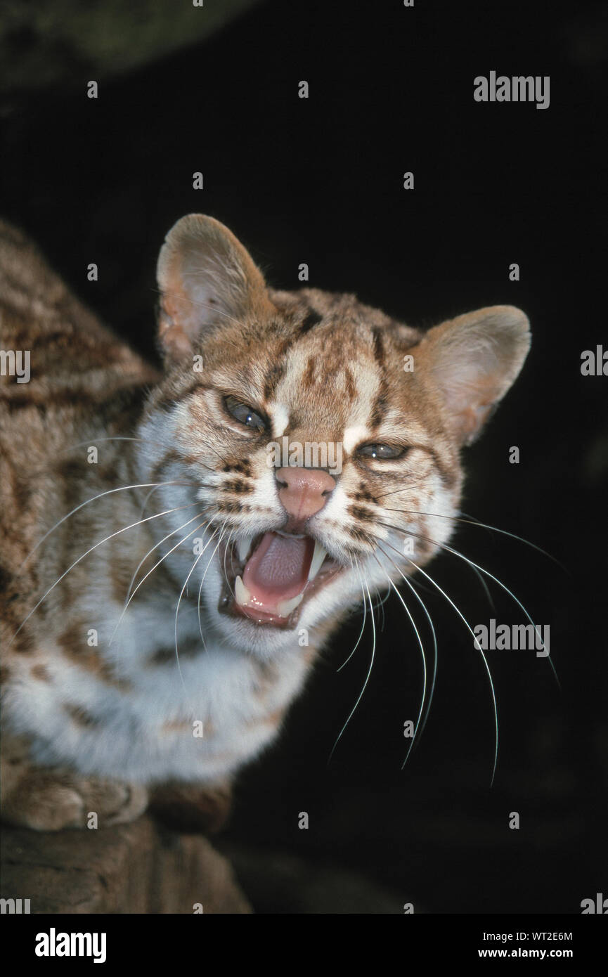 LEOPARD CAT (Felis bengalensis Stock Photo - Alamy