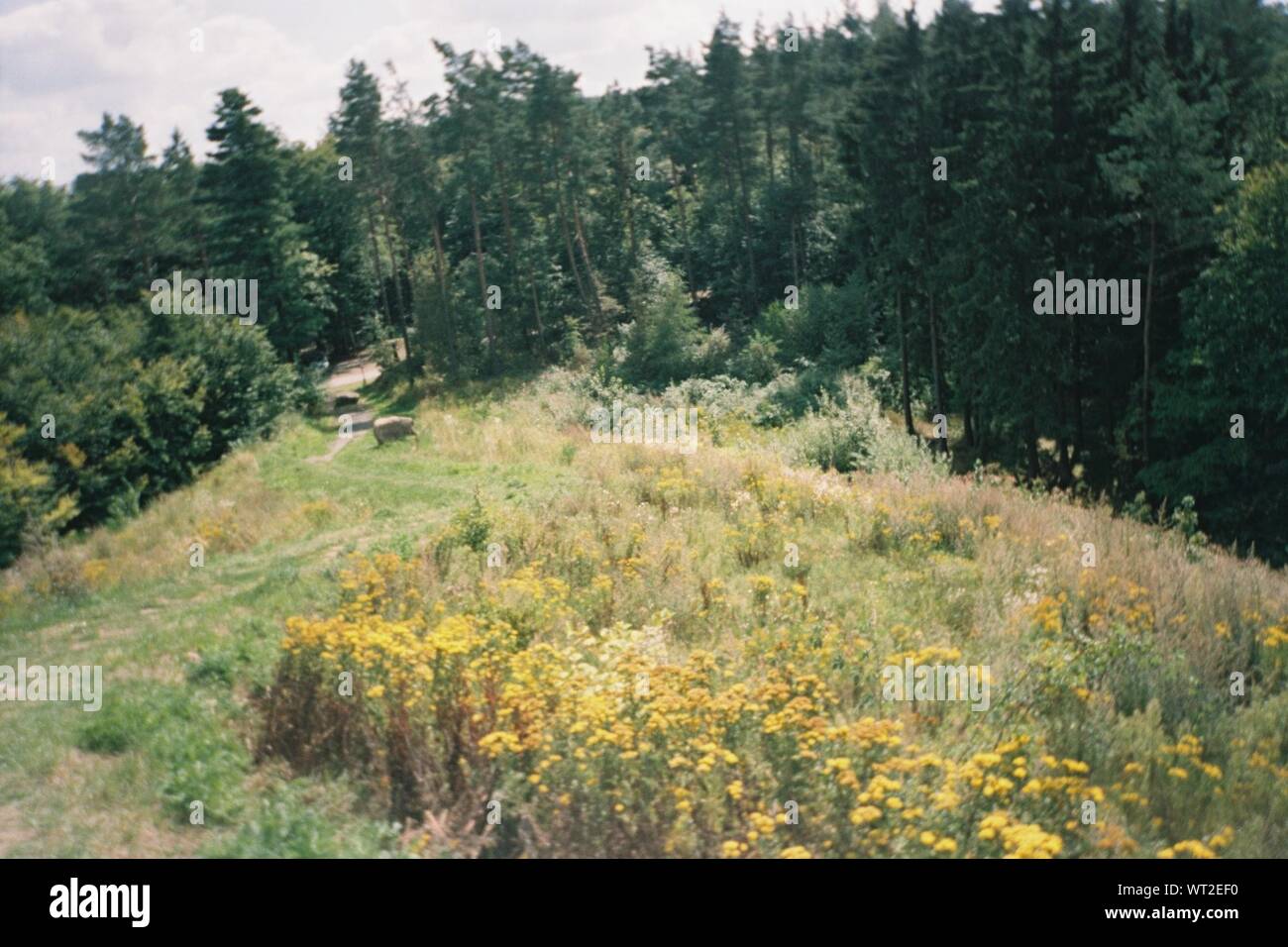 Spring forest scene hi-res stock photography and images - Alamy