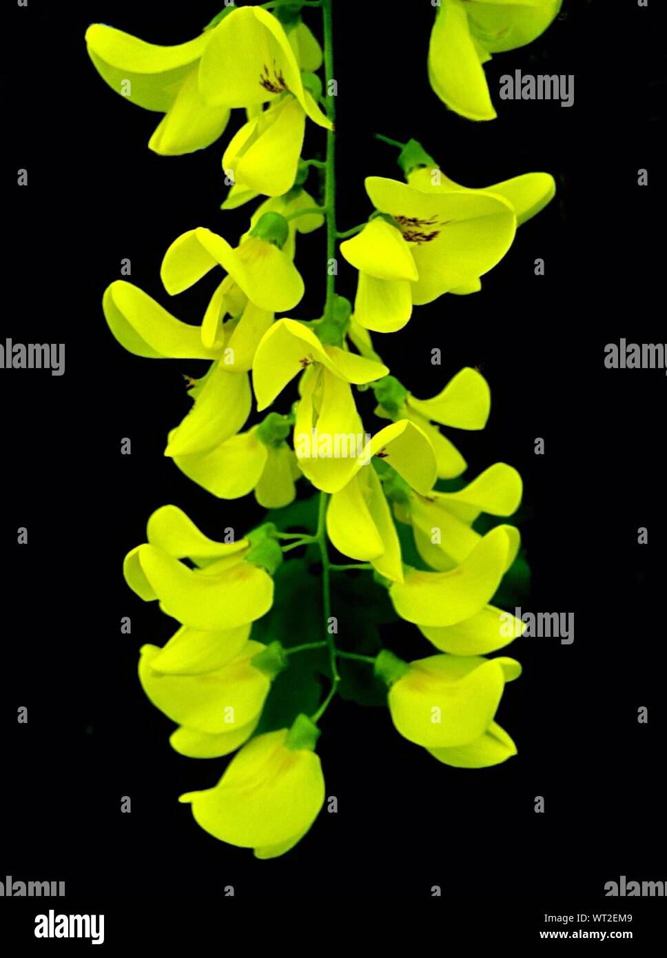 Yellow Wisteria High Resolution Stock Photography and Images - Alamy