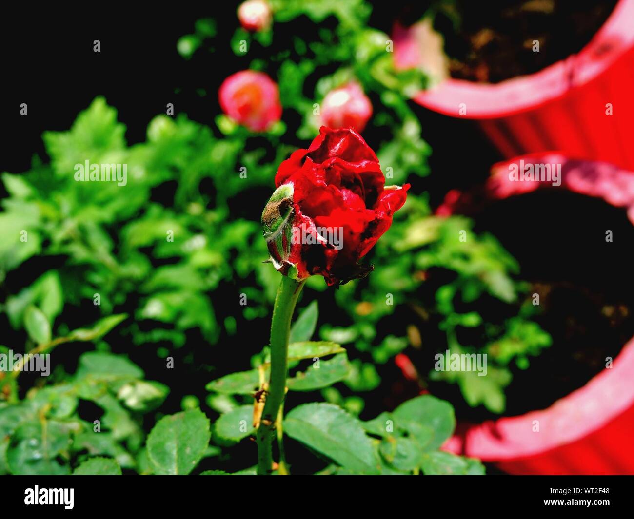 Dry red rose flower hi-res stock photography and images - Alamy