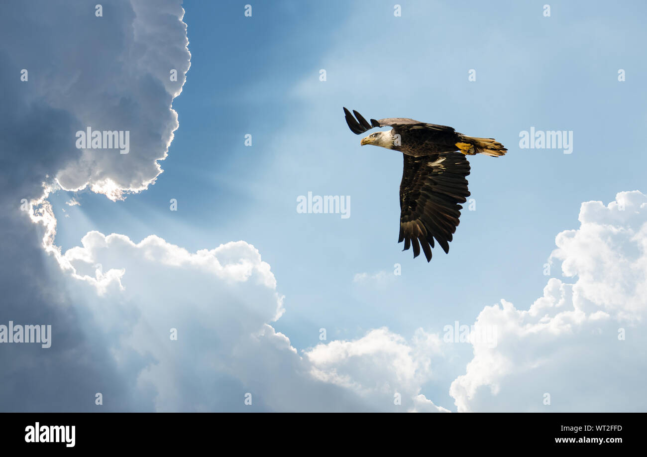 Eagle soaring sun hi-res stock photography and images - Alamy