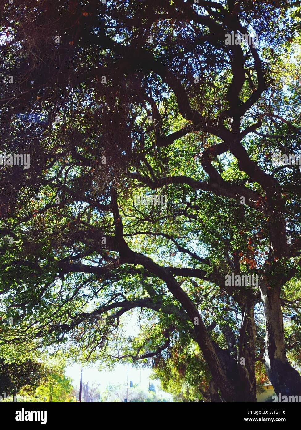 No large trees hi-res stock photography and images - Alamy