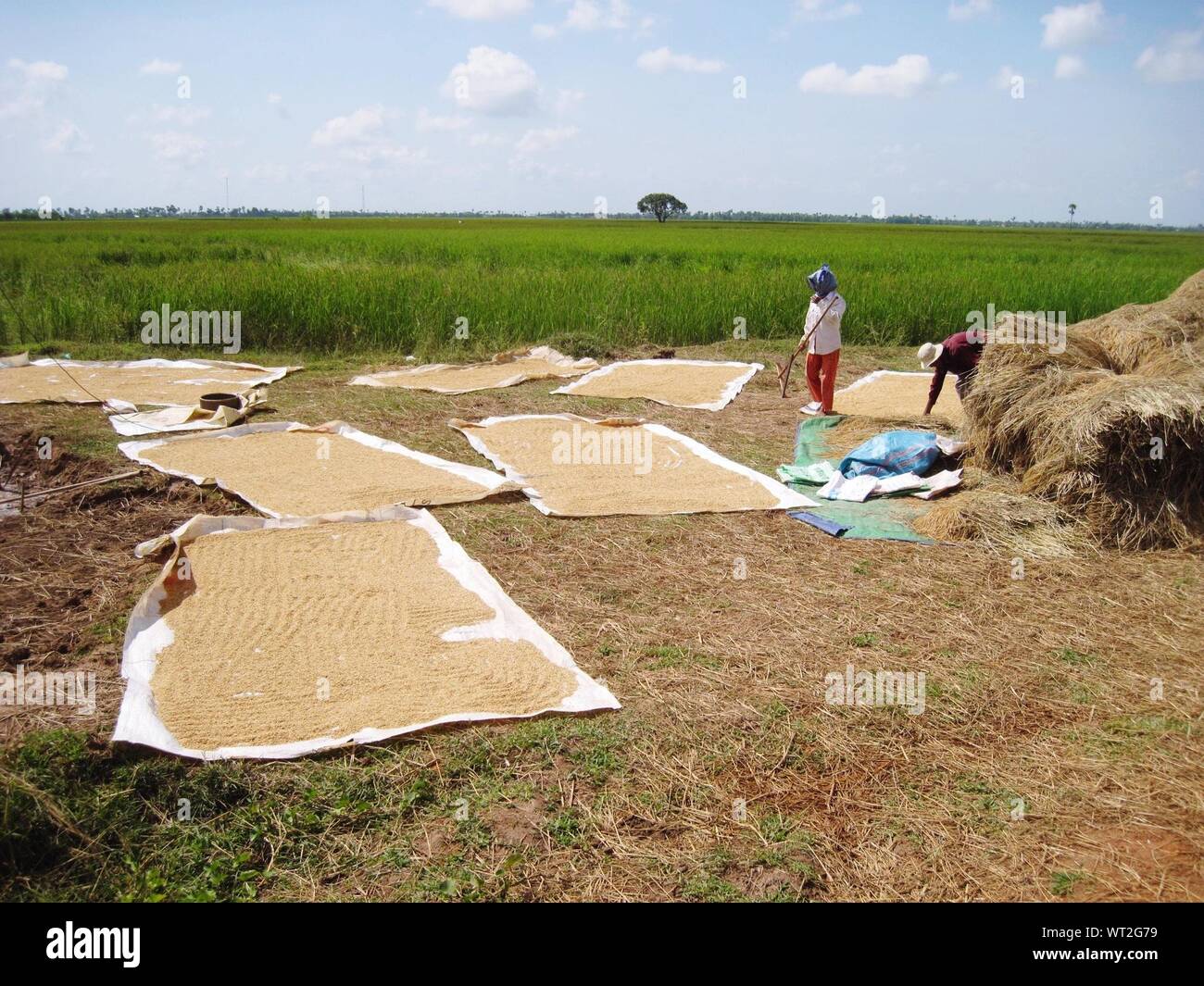 Drying rice hi-res stock photography and images - Alamy