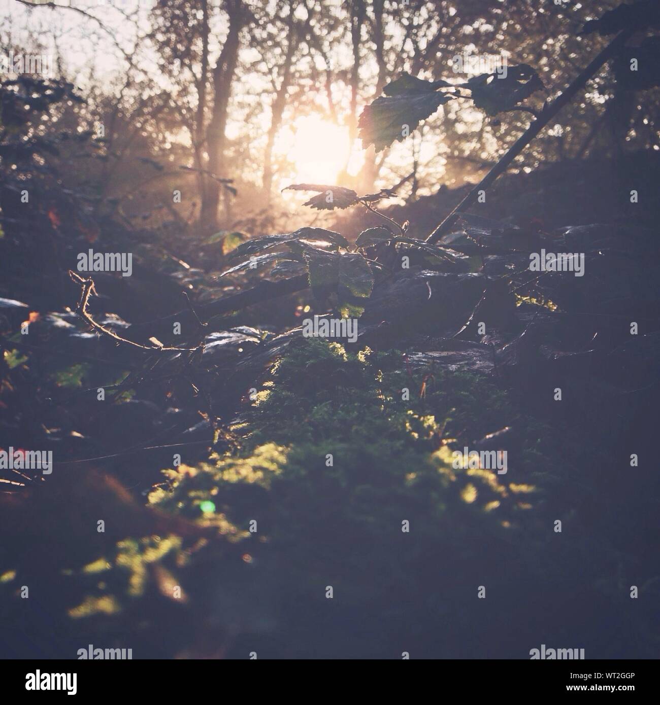 Forest ground low angle hi-res stock photography and images - Alamy