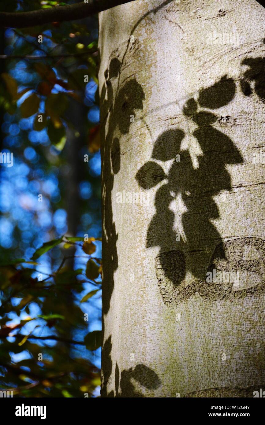 Tree leaves shadow hi-res stock photography and images - Alamy