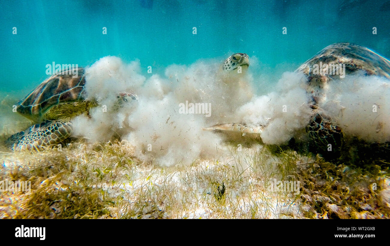 Three sea turtles hi-res stock photography and images - Alamy