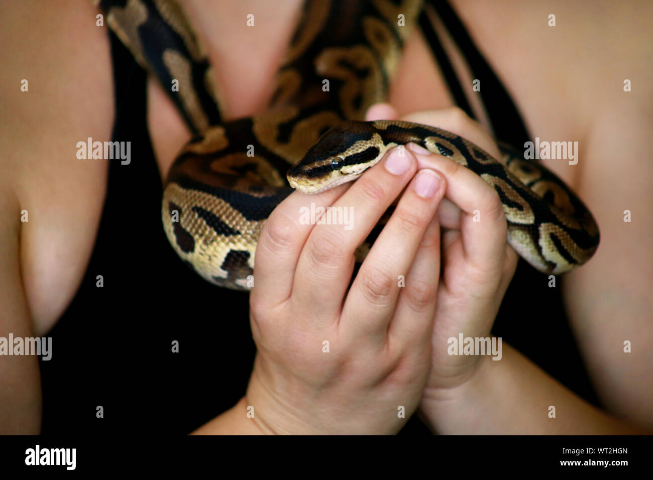 Female hands with Royal Python snake. Woman holds Ball Python snake in hands. Exotic tropical ...