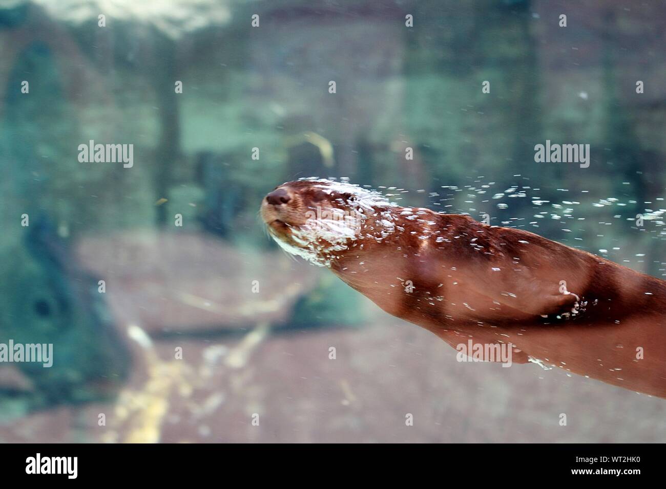 Otter Water Splashing High Resolution Stock Photography and Images - Alamy