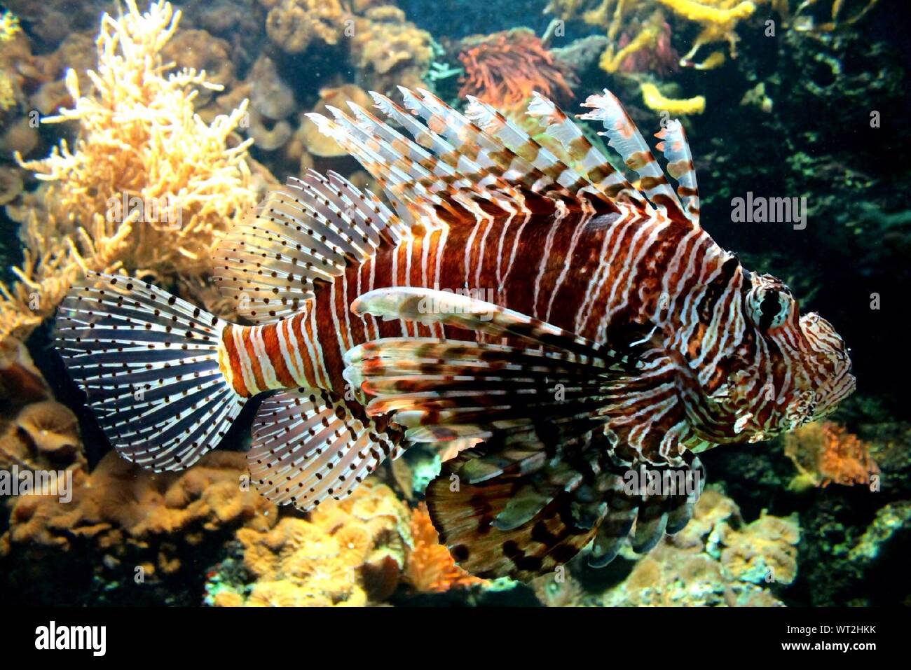 Red lionfish hi-res stock photography and images - Alamy