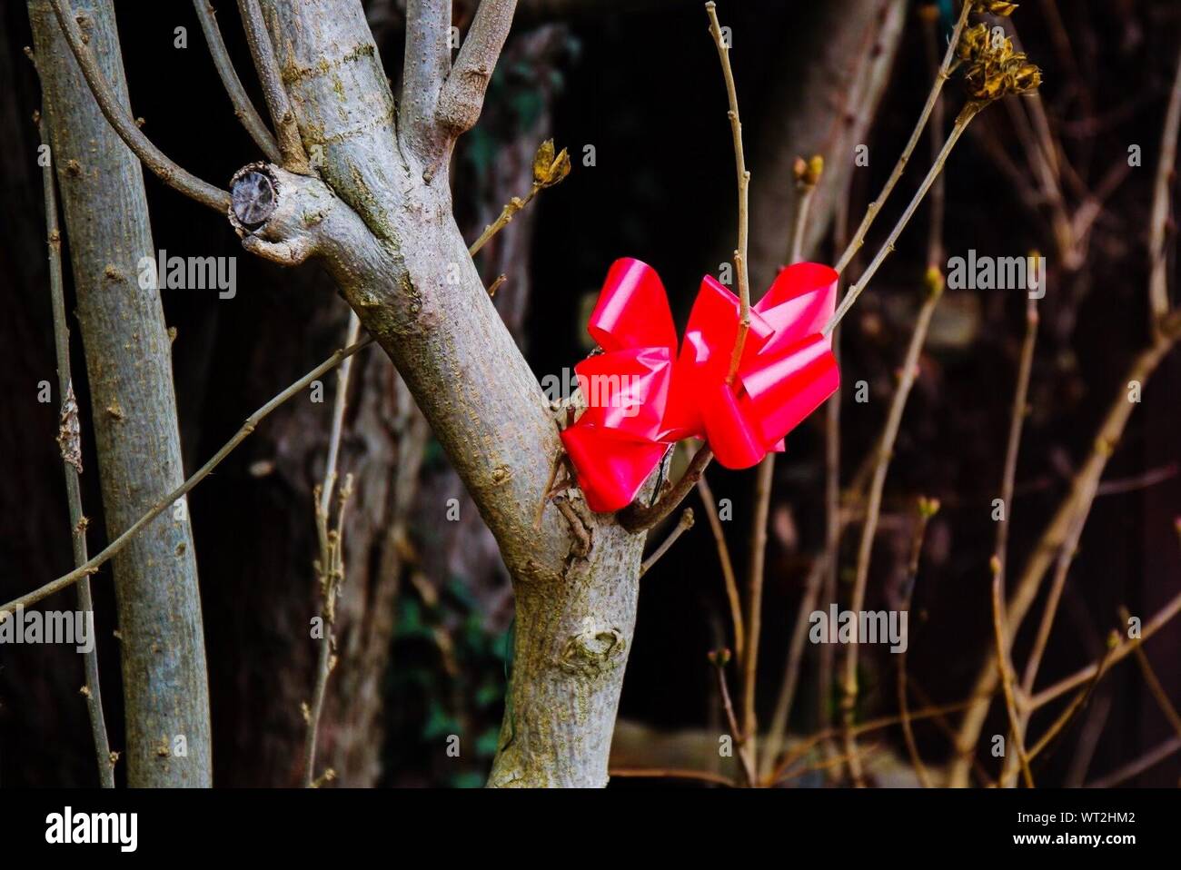 Ribbon Tied To Tree High Resolution Stock Photography and Images - Alamy