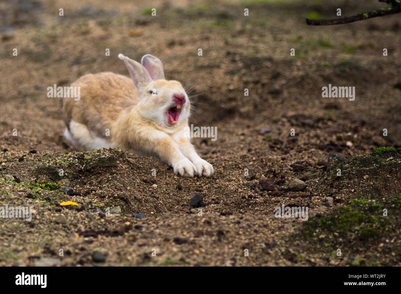 Rabbit yawning hi-res stock photography and images - Alamy