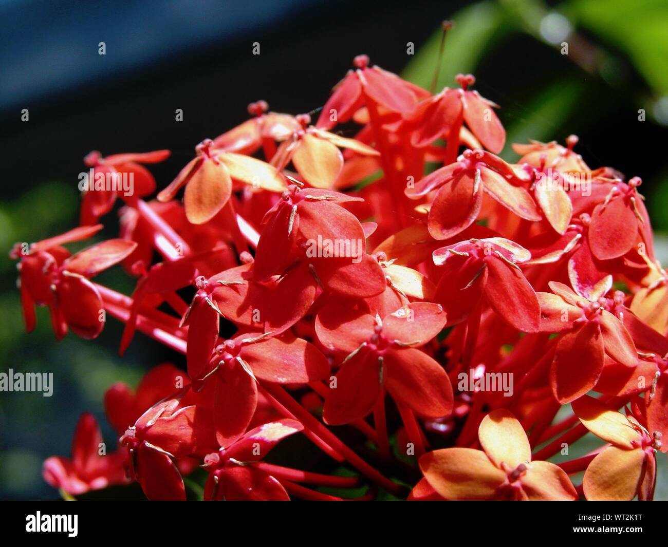 Ixora flowers plant hi-res stock photography and images - Alamy