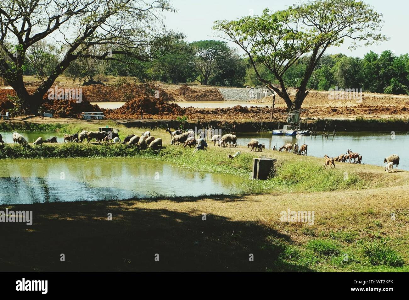 Sheep pond hi-res stock photography and images - Alamy