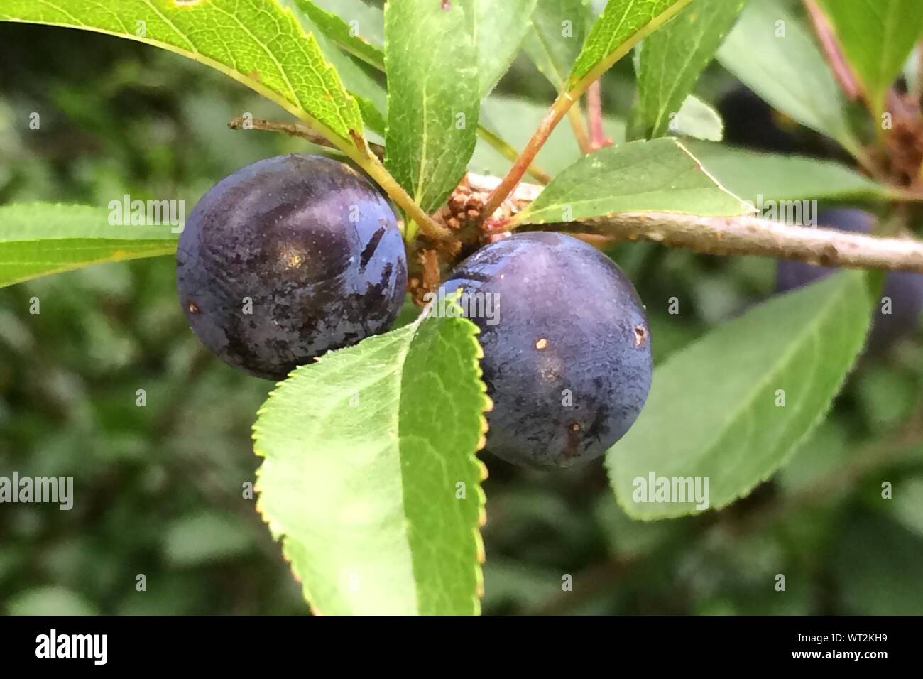 Sloe Berries High Resolution Stock Photography and Images - Alamy