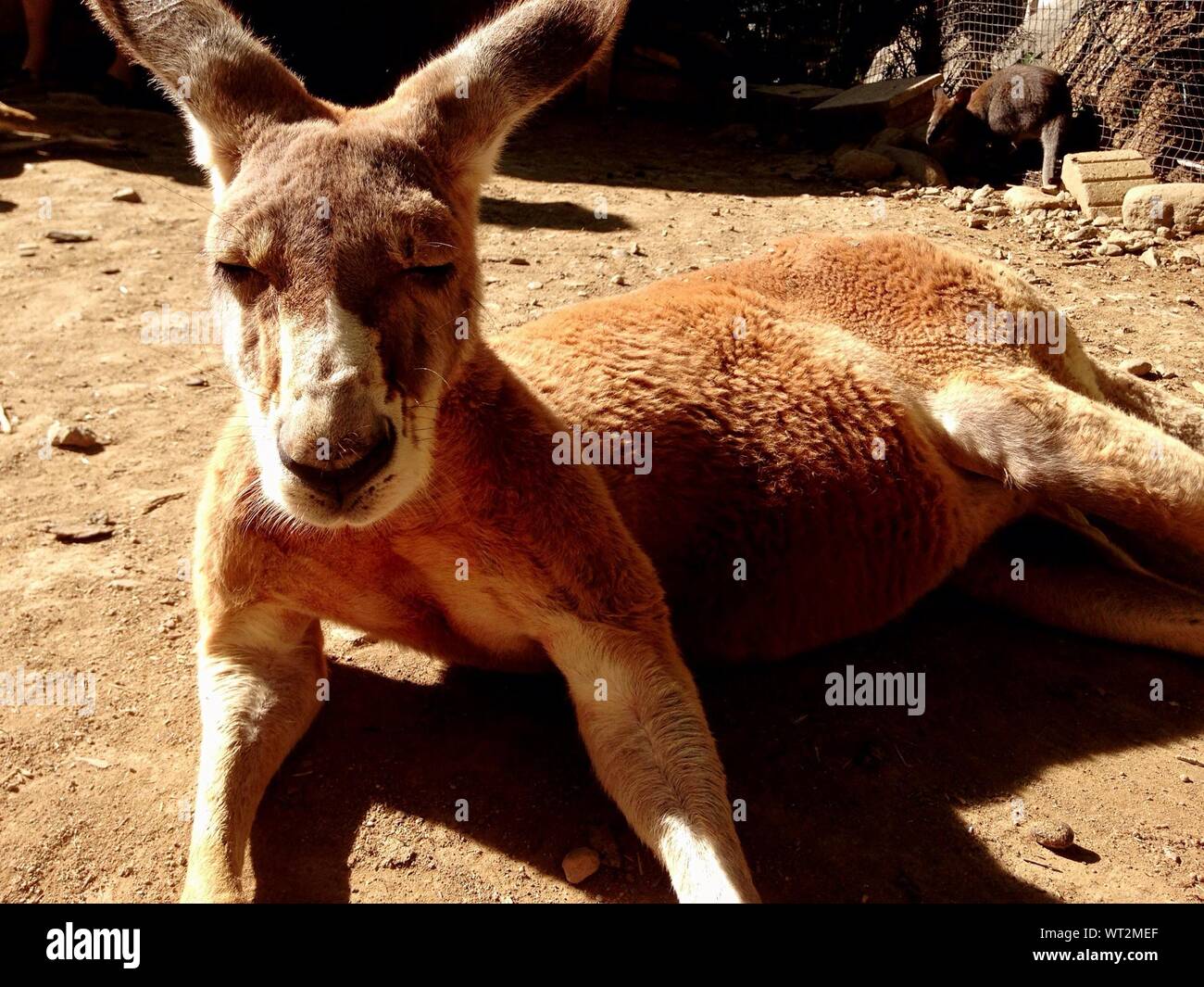 Relaxing kangaroo hi-res stock photography and images - Alamy
