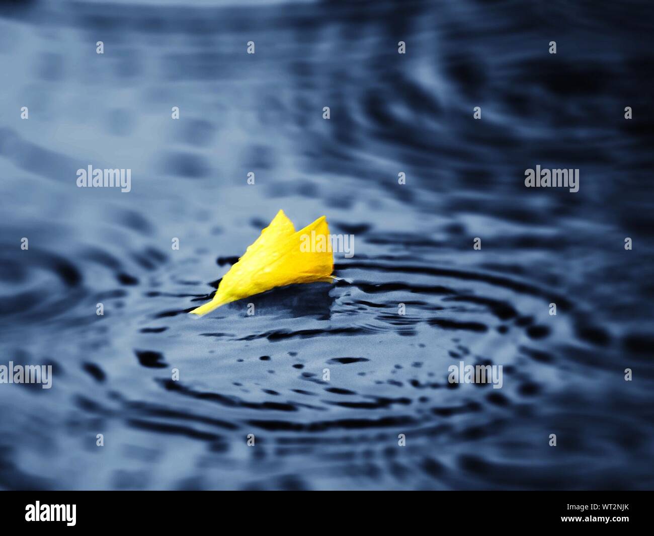 Flower floating hi-res stock photography and images - Alamy