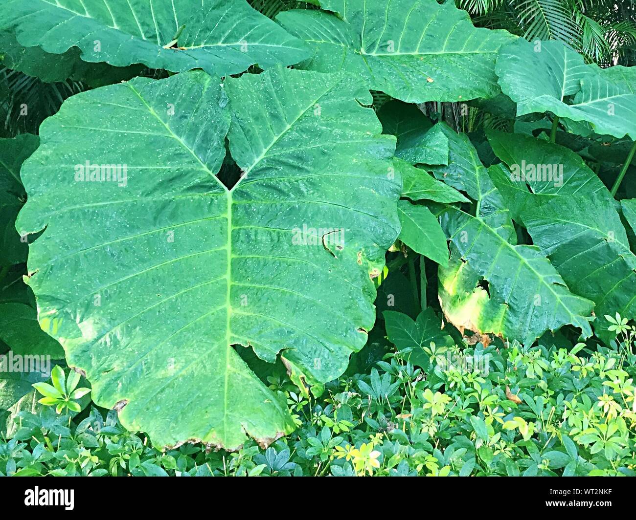 Huge leaves hi-res stock photography and images - Alamy