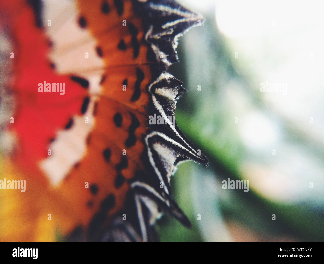 Close up of butterfly wing hi-res stock photography and images - Alamy