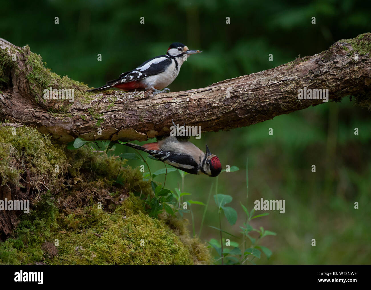 Great spotted woodpecker (Dendrocopos major), Morvern Scotland Stock ...