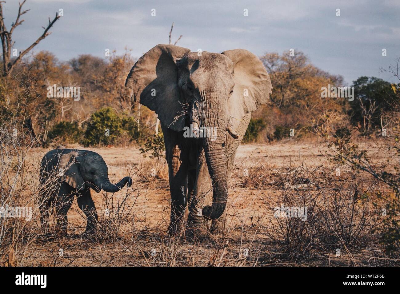 Father and and baby elephant hi-res stock photography and images - Alamy