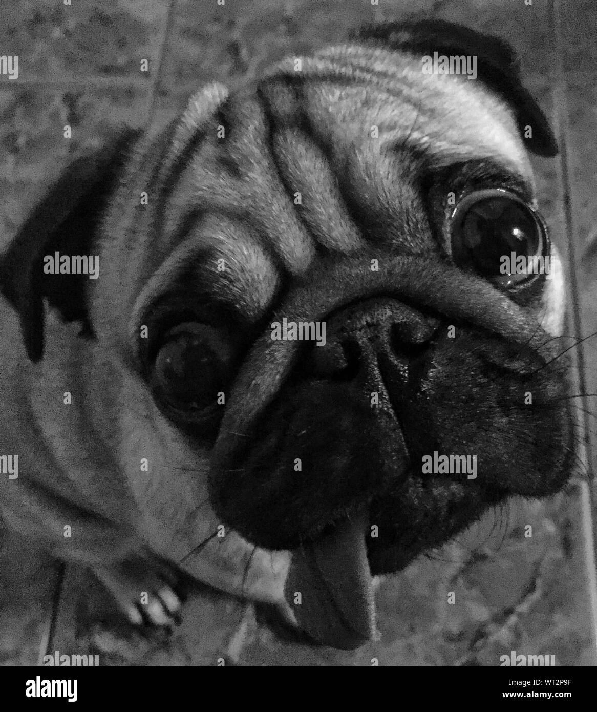 Pug tongue hi-res stock photography and images - Alamy