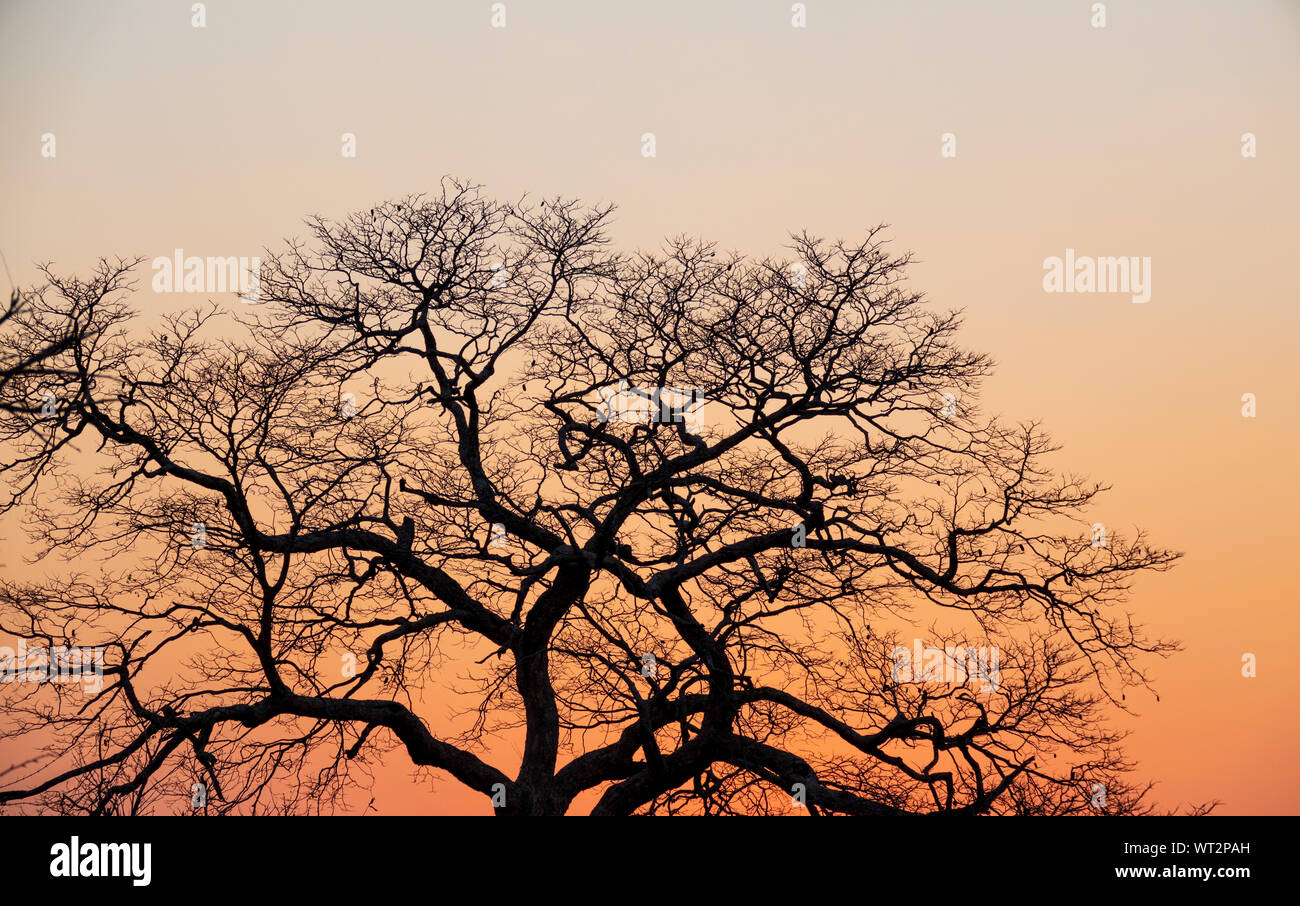 African sunset with orange sky and tree Stock Photo - Alamy