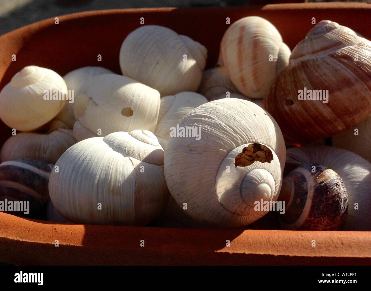 Snail shells shape hi-res stock photography and images - Alamy