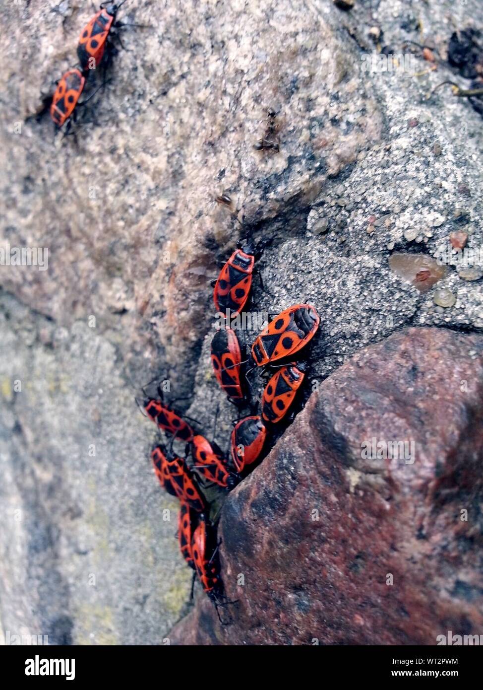 Red bugs hi-res stock photography and images - Alamy