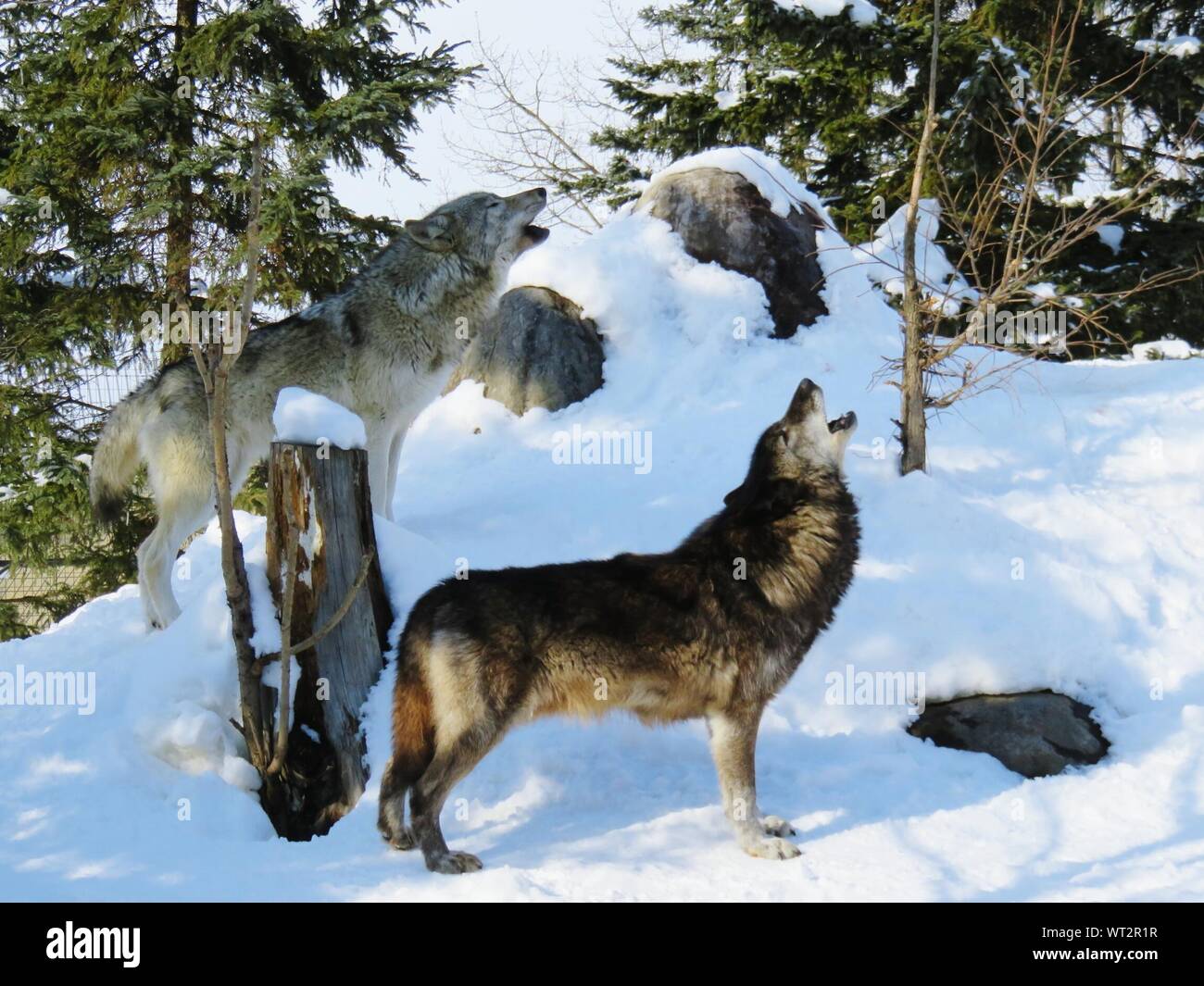Wolves snow hi-res stock photography and images - Alamy