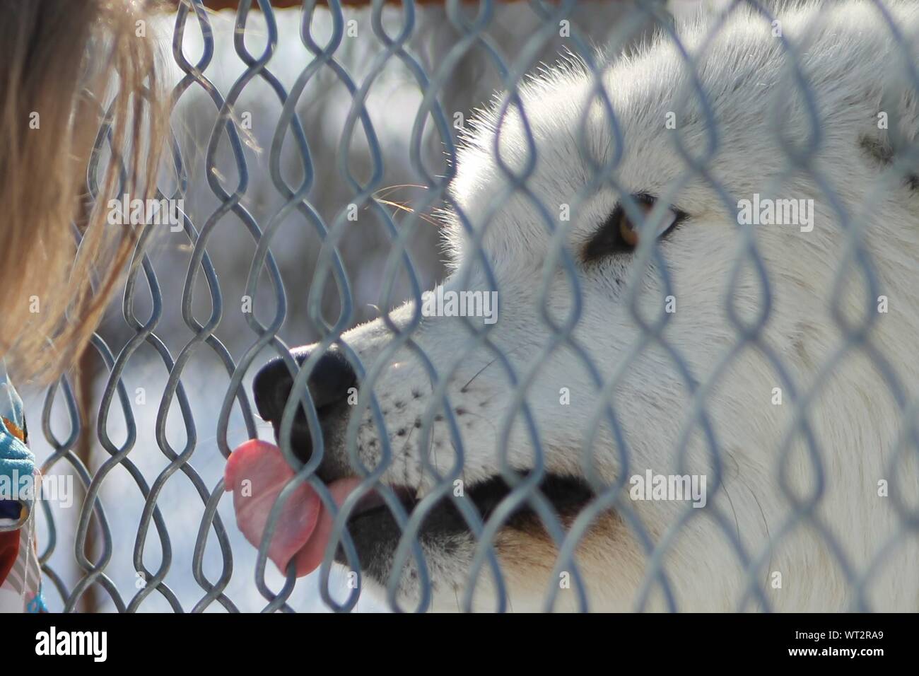 Wolf in cage hi-res stock photography and images - Alamy