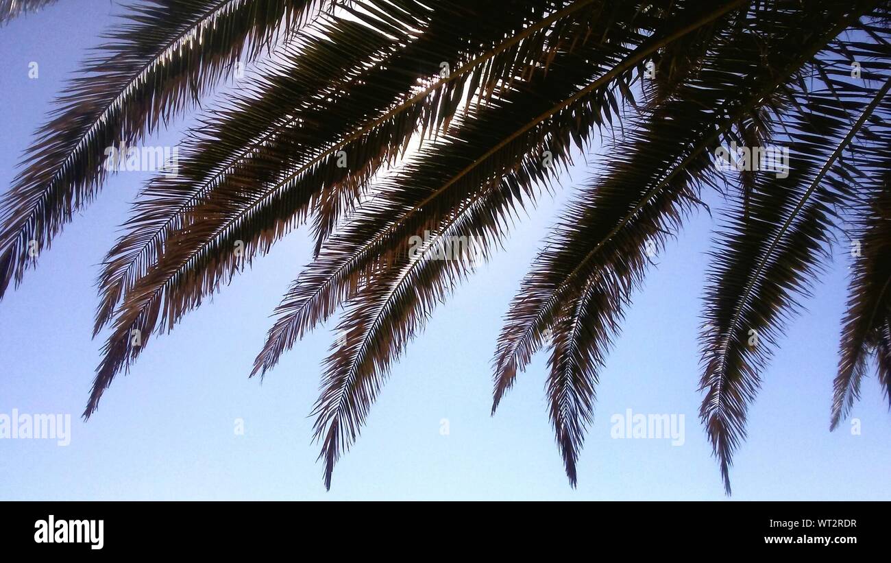 Palm tree fronds growth hi-res stock photography and images - Alamy