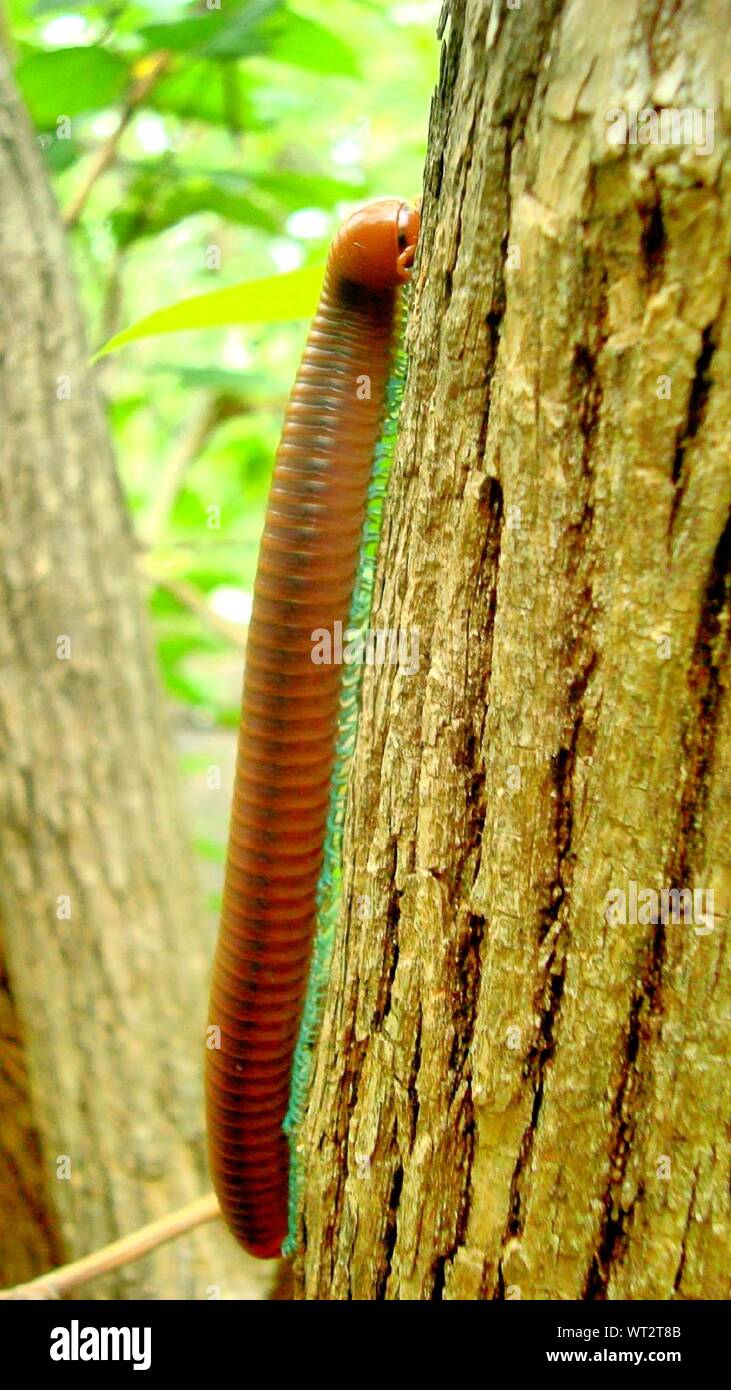Larva tree hi-res stock photography and images - Alamy