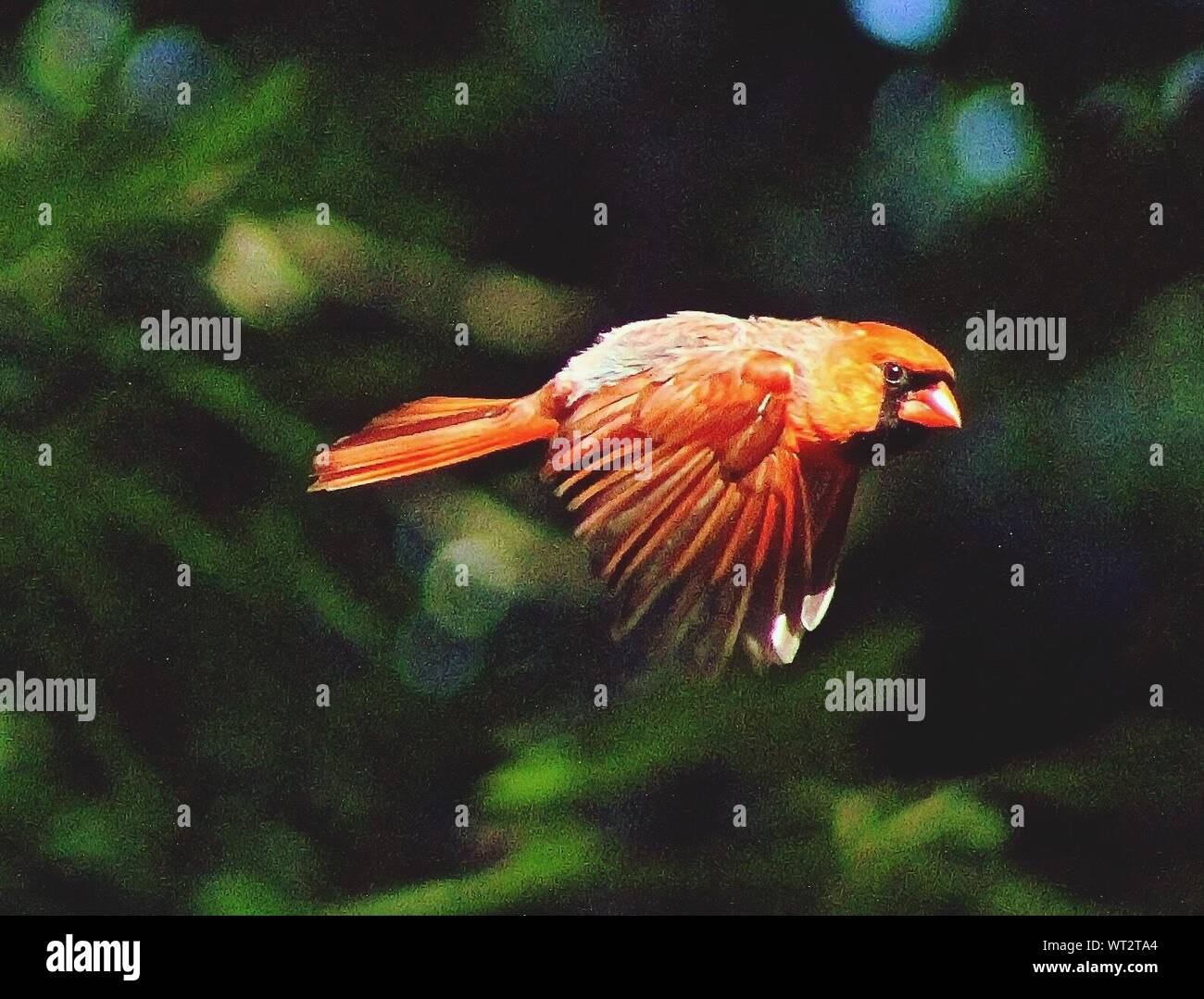 Flying cardinal hi-res stock photography and images - Alamy