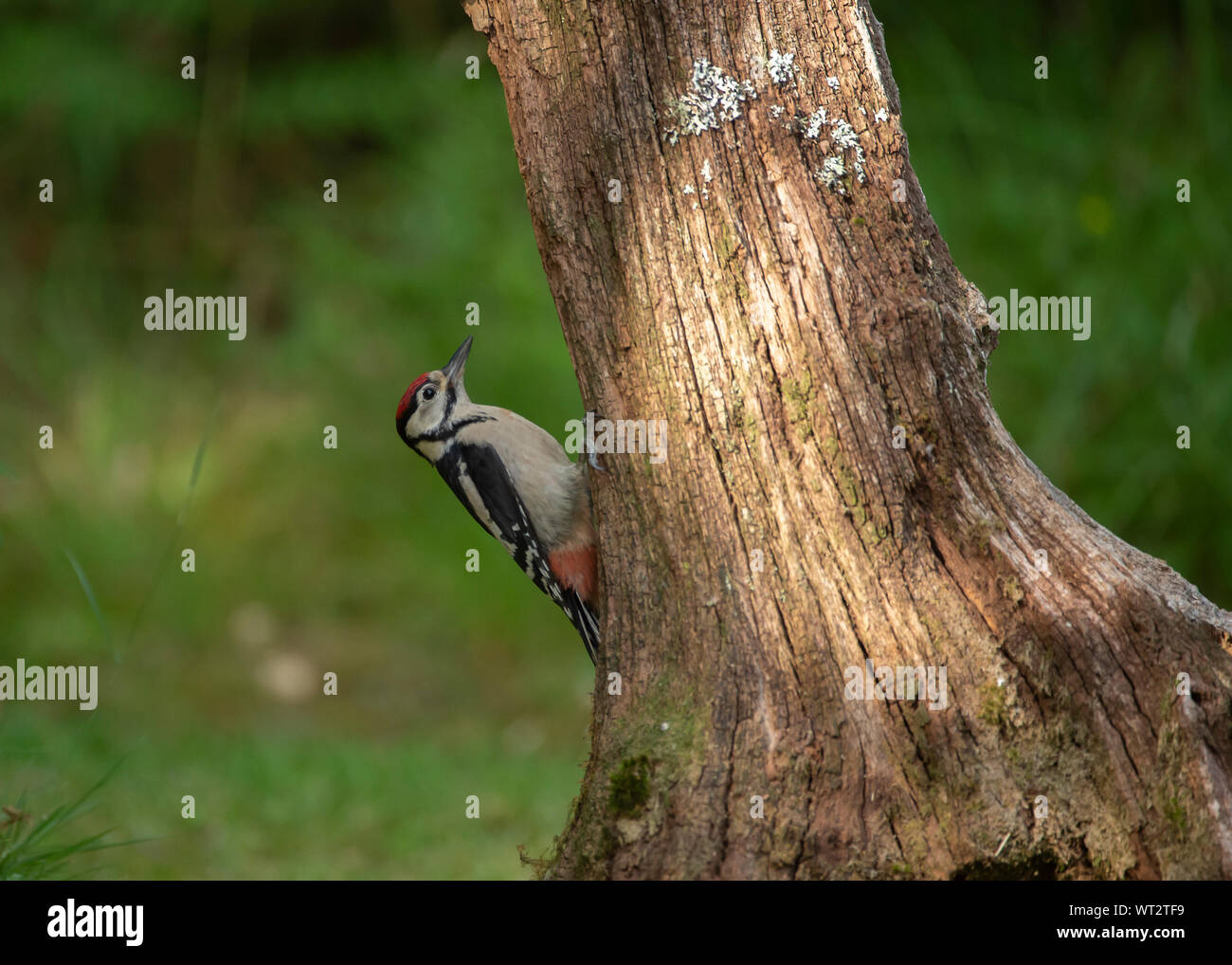 Woodpecker calendar bird image hi-res stock photography and images - Alamy